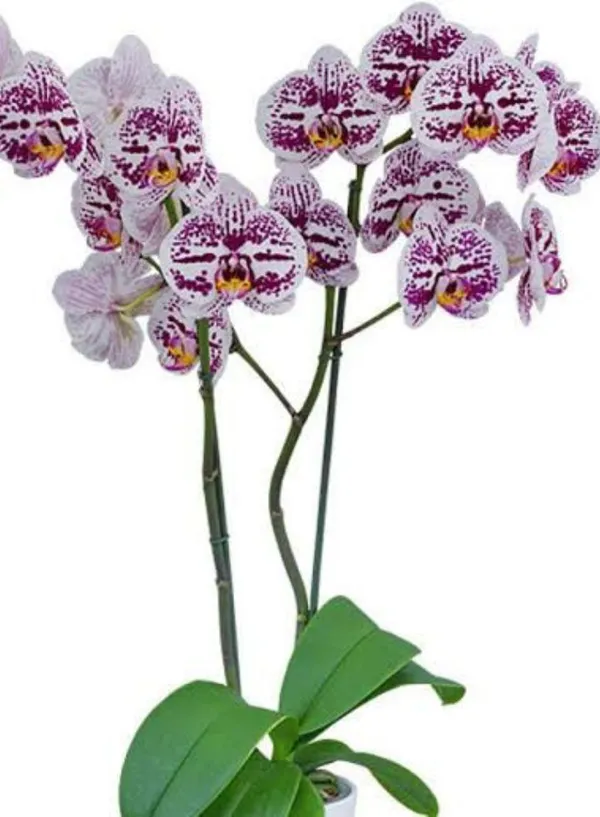 OrchidZone Phalaenopsis secret messeages Plant Price in India - Buy ...