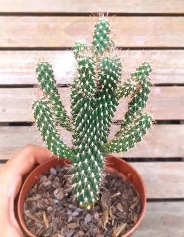 OrchidZone Opuntia fulgida "boxing glove" cactus Plant Price in India ...