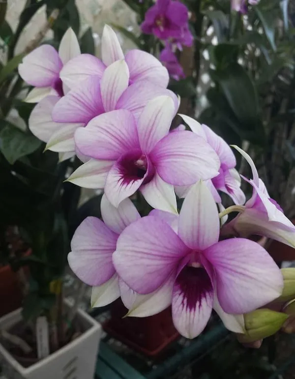 OrchidZone Dendrobium Apichart Rainbow Plant Price in India - Buy OrchidZone Dendrobium Apichart ...