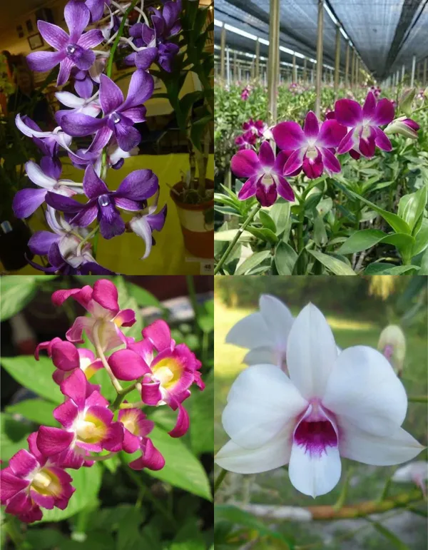 OrchidZone Dendrobium 16 variety combo pack Price in India - Buy OrchidZone Dendrobium 16 ...