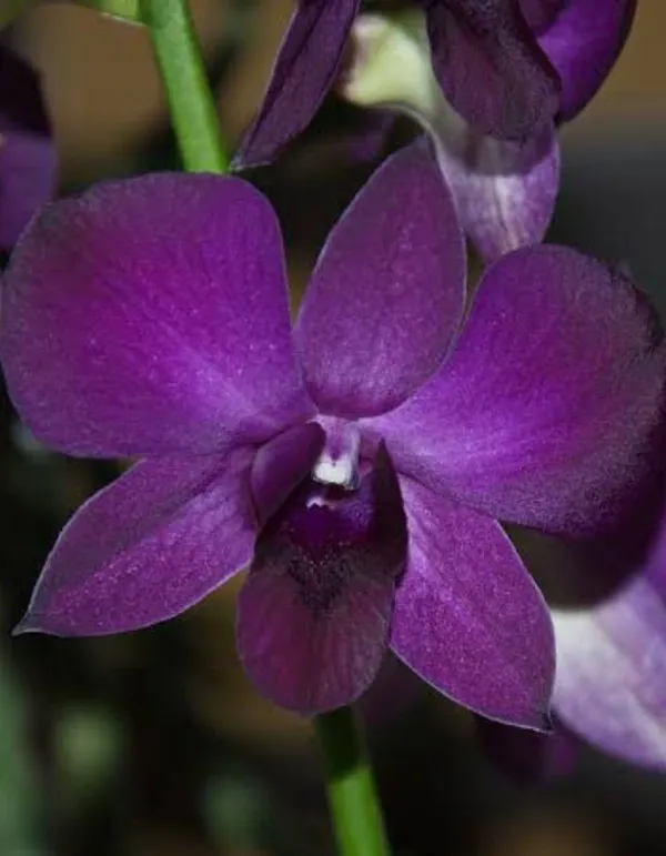 OrchidZone Dendrobium sakada blue Plant Price in India - Buy OrchidZone ...