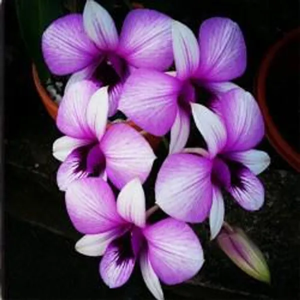 OrchidZone Dendrobium hybrid 4 medium size plant combo | pack of 4 Price in India - Buy ...