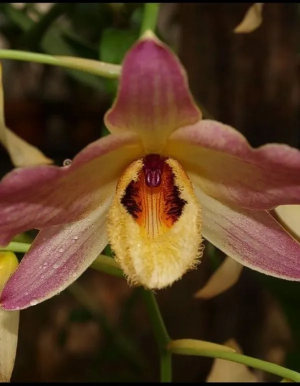 OrchidZone Dendrobium Moscatum sp Plant / Musky-Smelling Dendrobium ...