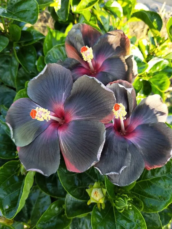 Greenery Nursery American Black Hibiscus Grafted Flower Plant Pack Of 1 Price in India Buy Greenery Nursery American Black Hibiscus Grafted