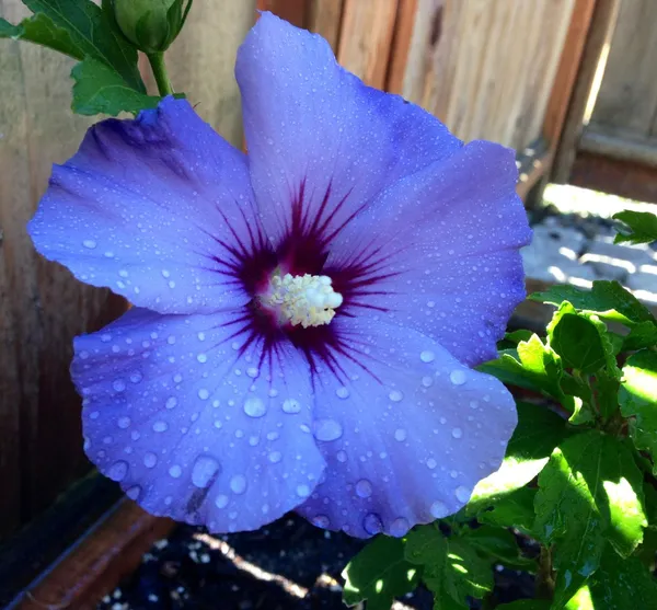 Blue Hibiscus Flower
