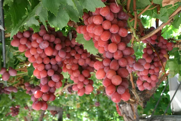 Red Seedless Grapes Tree