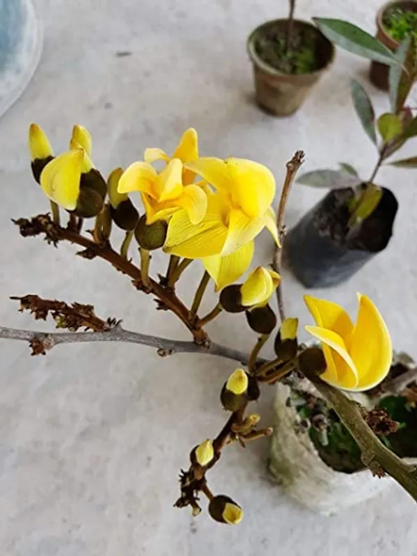 Greenery Nursery GREENERY NURSERY Rare Exotic Dwarf Yellow Palash/Butea ...