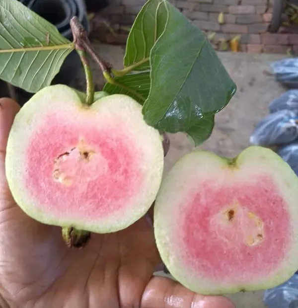Greenery Nursery Red Diamond Guava Plant, Peyera,Amrud(King Of Guava ...