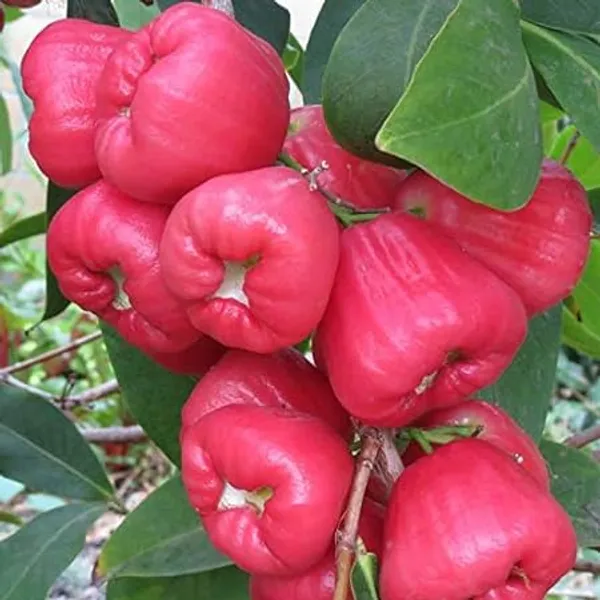 Greenery Nursery Rose Apple/Gulab Jamun Plant Price in India - Buy ...