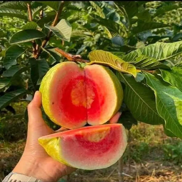 Greenery Nursery Seedless Amrud Red Diamond Guava Grafted Plant & Tree ...