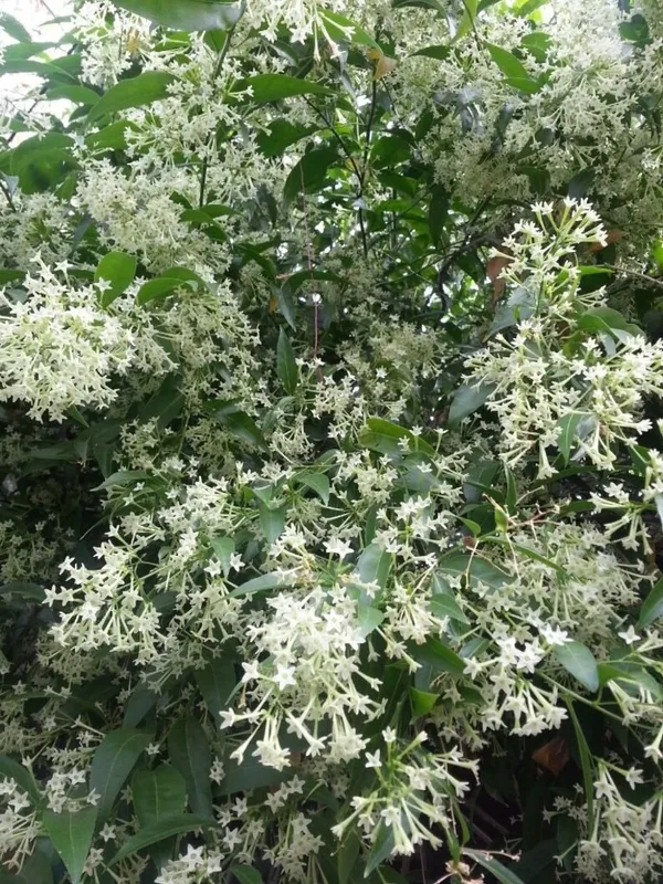 Greenery Nursery White Raat Ki Rani/Hasnuhana Night Blooming Flower ...