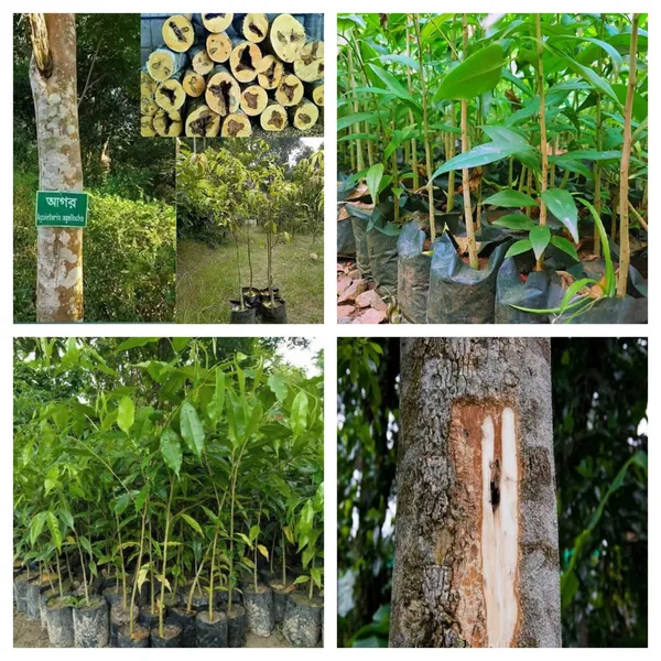 Greenery Nursery World Most Expensive Agar Wood Live Plant & Tree For ...