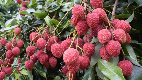 Greenery Nursery Litchi (Shahi,Muzaffarpur) Hybrid Fruit Plant & Tree ...