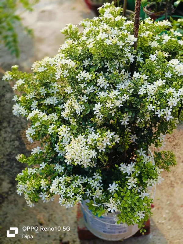 Roof Gardening Madhu kamini Dwarf Flower Plant Price in India - Buy ...