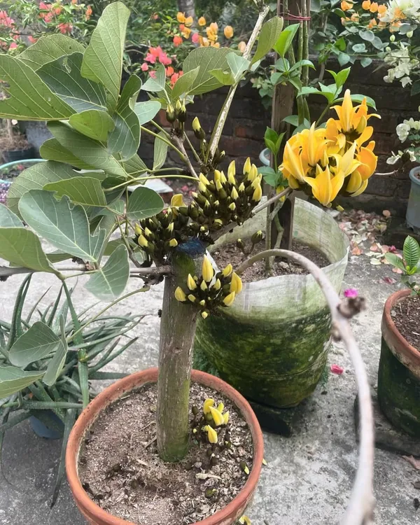Roof Gardening Yellow palash Price in India - Buy Roof Gardening Yellow ...