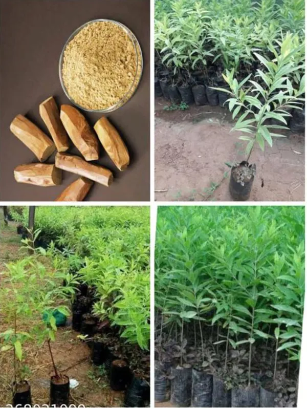 Plantify Rare White Sandalwood plant | White Chandan Plant Price in ...