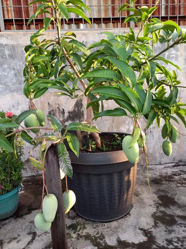 Aquinnah Thai All Time Hybrid & Grafted Exotic Dwarf Green Mango Fruit ...