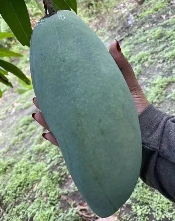 Aquinnah Jambo Size 4 Kg Mango Hybrid Fruit Plant & tree (1.5-3.5 Ft ...