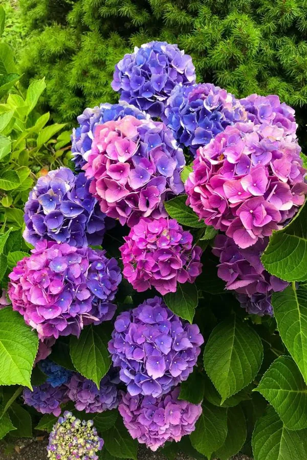 Aquinnah Rare Dwarf Hydrangea macrophylla Blue Pink Hydrangea 1 Healthy ...
