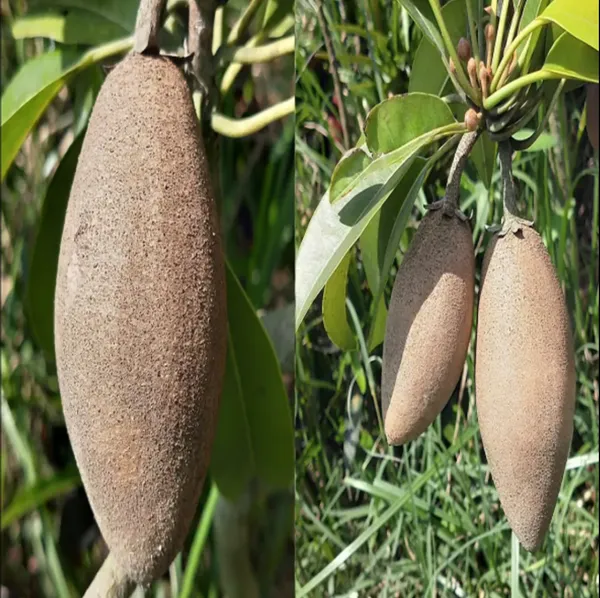 Green Angle Hybrid Chikku/Sapota Grafted Fruit Plant Price in India ...