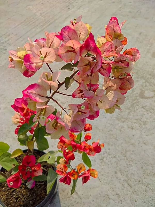 DREAM PLANT Bougainvillea Chitra | Flower Plant (Pack Of 1) Price in ...