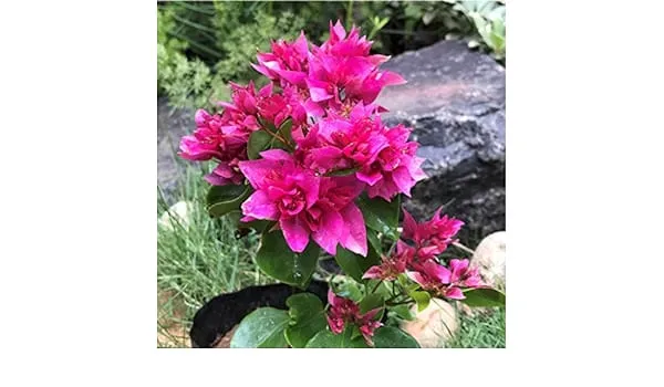 Heaven Plant BOUGAINVILLEA MAGIC RED THOKA FLOWER Price in India - Buy ...