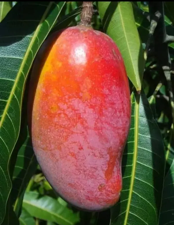 Heaven Plant Hybrid Red Banana Mango Grafting Plant Price in India ...