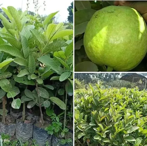 Heaven Plant Hybrid Thai-7 Guava Plant Price in India - Buy Heaven ...