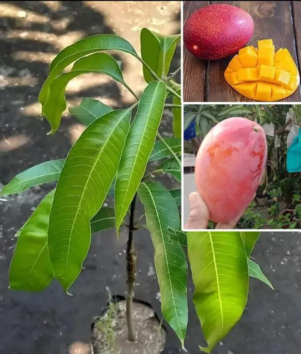 Heaven Plant Japanese Miyazaki Mango Hybrid & Grafted Plant | Pack Of 1 ...