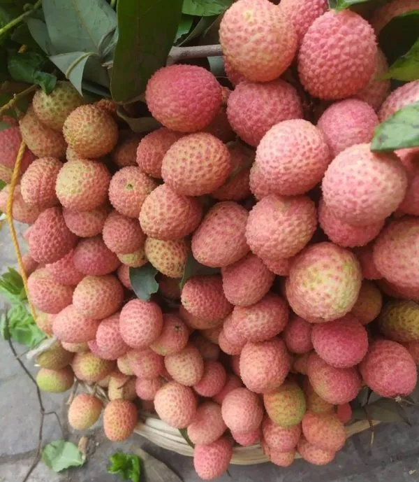 Heaven Plant Muzaffarpur Shahi Litchi Fruit Plant (Pack Of 1) Price in ...