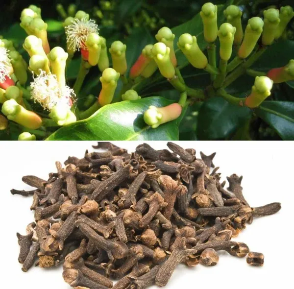 Cloves Spice Plant