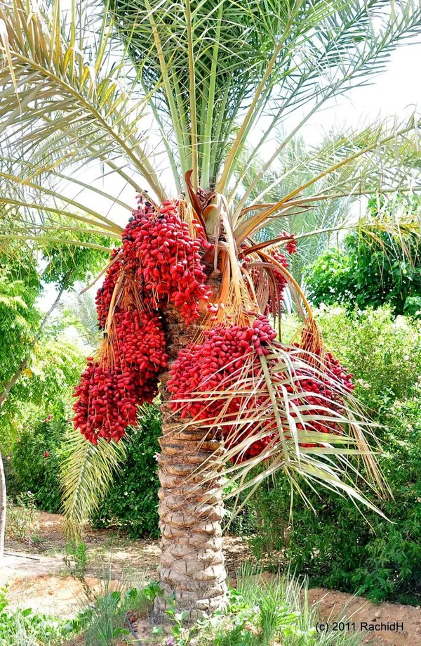 palm fruit tree