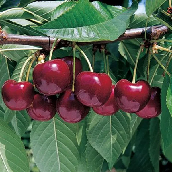 Greenlifelive Sweet Cherry Plant Price in India - Buy Greenlifelive ...