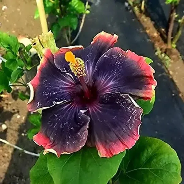 Greenlifelive Hibiscus Plantjoba Plantblack Hibiscus Plant (Joba) Price ...