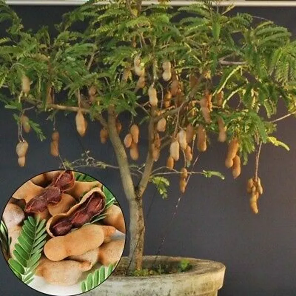 Green All Time Sweet Tamarind Plant | Grafted and Hybrid Plants | Pots ...
