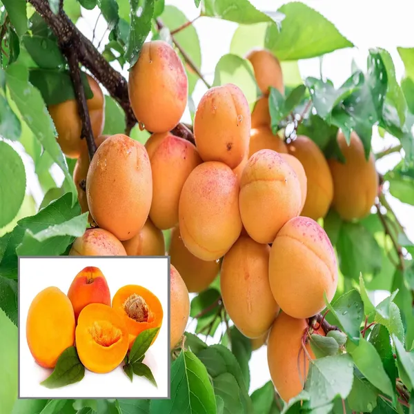 Ixora Farming Apricot Layering/Grafted Fruit Plant (1.5-3 Feet Height ...
