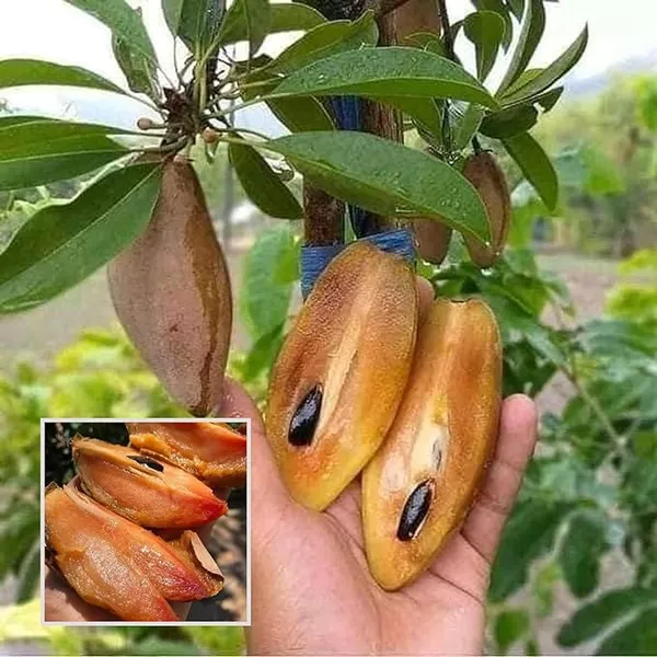 Ixora Farming Thai Banana Long Chikoo Sapota Grafted Fruit Plant (1.5-3 ...