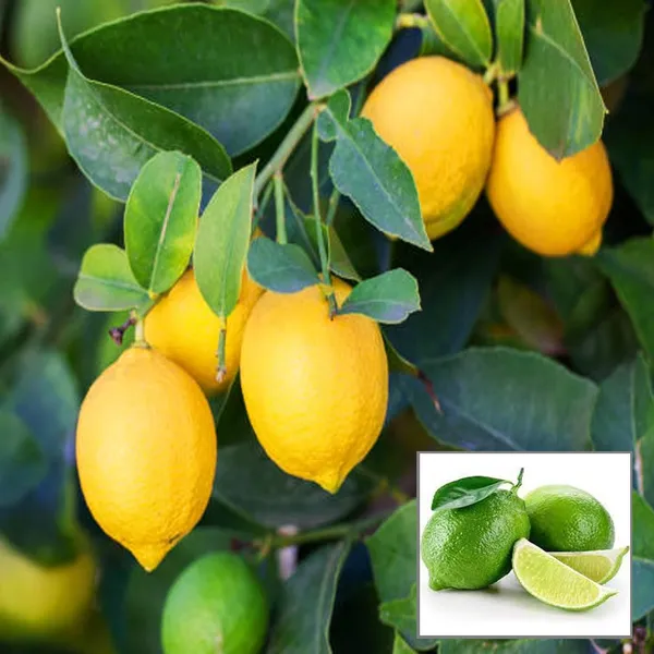 Ixora Farming Nimbu Seedless All Time Lemon Lemon Nimbu Layering ...