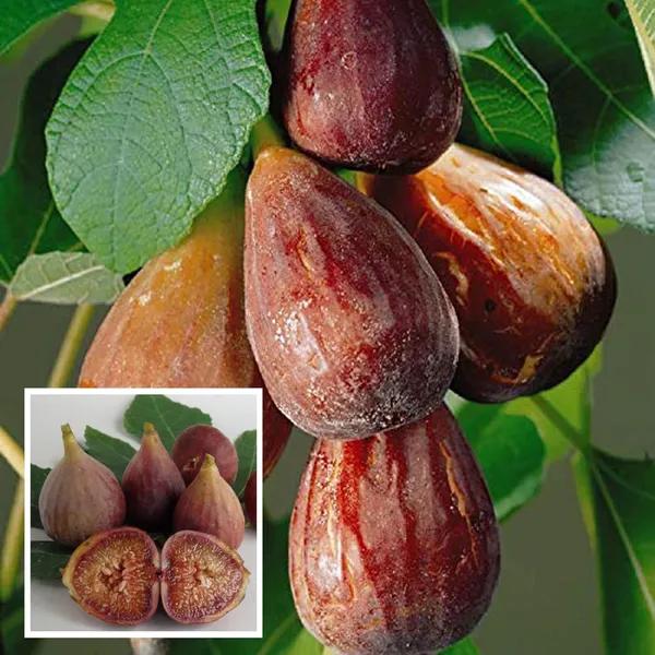 Ixora Farming Brown Turkey Fig Anjeer Layering/Grafted Fruit Plant (1-2 ...