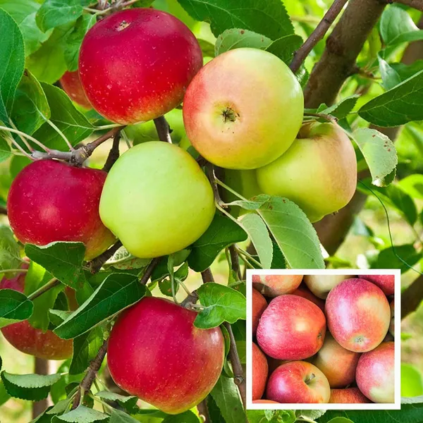 Ixora Farming Tropic Sweet Low Chill Tropical Apple Seb Grafted Fruit ...