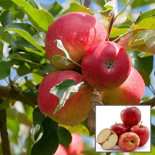 Ixora Farming Red Gala Apple Seb Grafted Fruit Plant (1.5-3 Feet Height ...