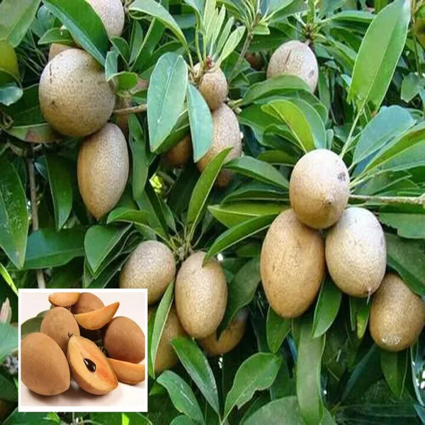 Ixora Farming Thai Kalapatti Chikoo Sapota Grafted Fruit Plant (1.5-3 ...
