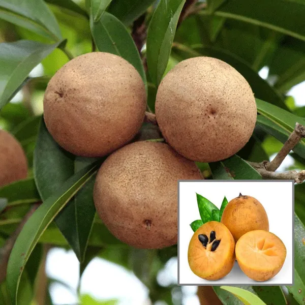 Ixora Farming Cricket Ball Chikoo Sapota Grafted Fruit Plant (1.5-3 ...