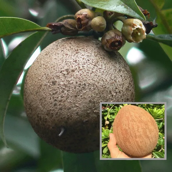 Ixora Farming Jambo Chikoo Sapota Grafted Fruit Plant (1.5-3 Feet ...