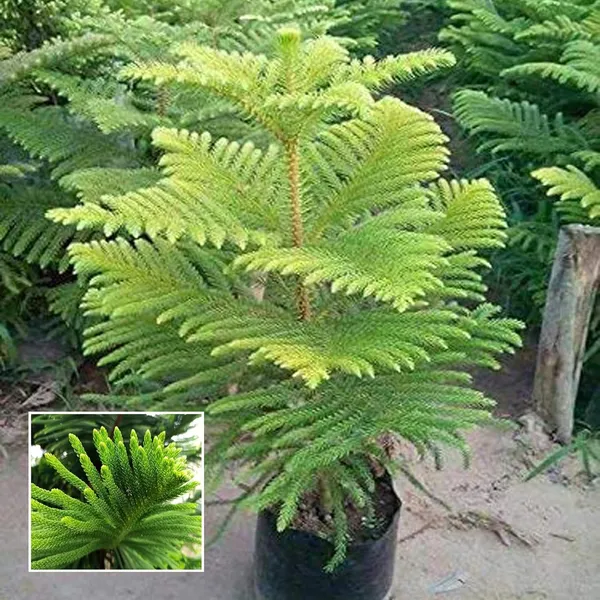 Ixora Farming Christmas Tree Araucaria Heterophylla Jhau Plant (1.5-3 ...