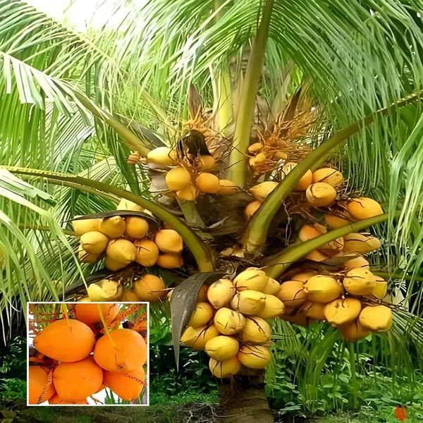 Ixora Farming Malaysian Orange Coconut Nariyal Hybrid Dwarf Fruit Plant ...