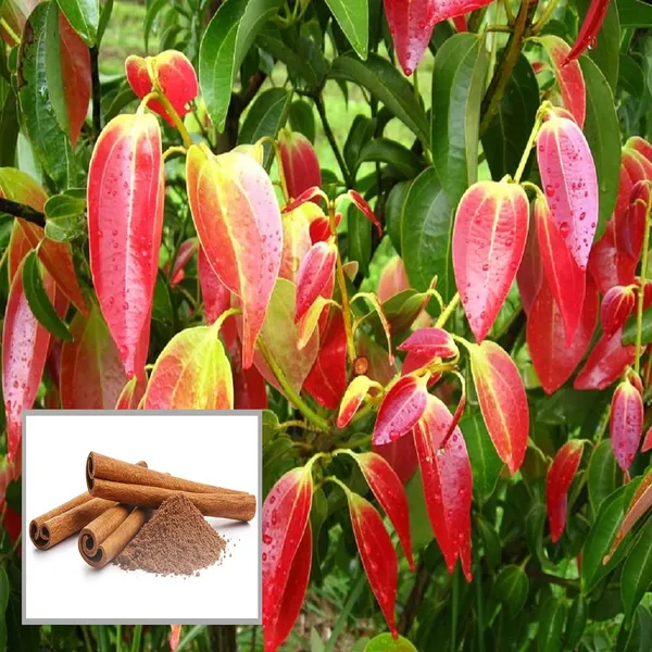 Ixora Farming Dal Chini Karuvapatta Cinnamon Spice Plant (1.5-3 Feet ...
