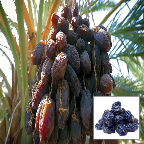Ixora Farming Ajwa Dates Palm Arabian Khurma Khajoor Dwarf Fruit Live Plant 1.5 3 Feet Height Price in India Buy Ixora Farming Ajwa Dates Palm Arabian Khurma Khajoor Dwarf Fruit Live Plant
