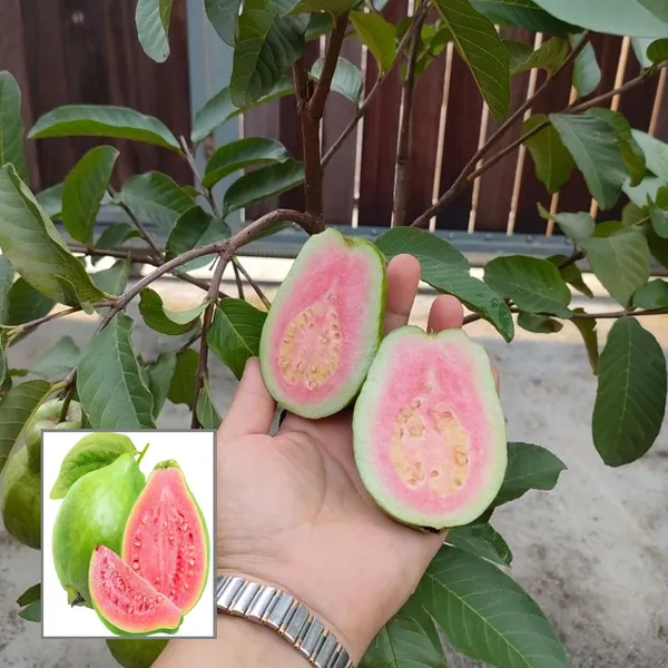 Ixora Farming Taiwan Pink Guava Amrood Layering/Grafted Fruit Plant (1. ...