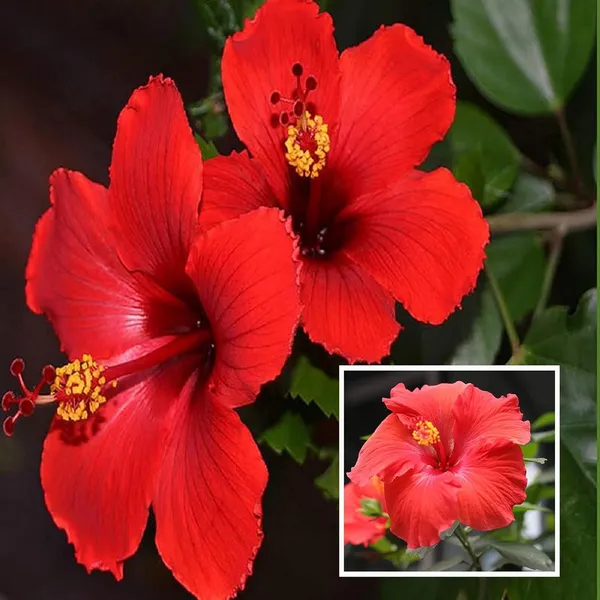 Ixora Farming Red Colour Desi Puja Hibiscus Joba Gudhal Flower Plant (1 ...